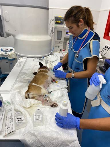 Estenosis Esofàgica Memvet