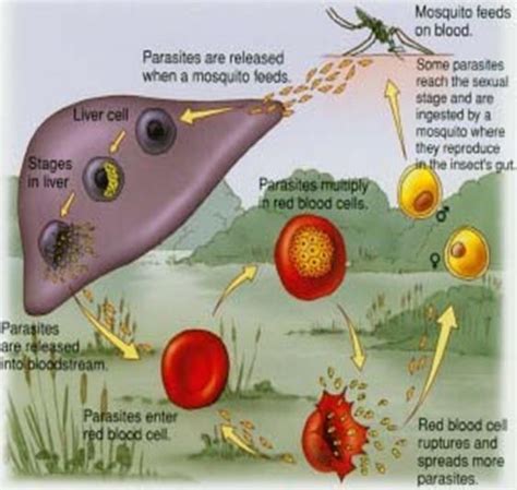 Shows How Blood Parasites Plasmodium Reproduce In Liver Red Blood