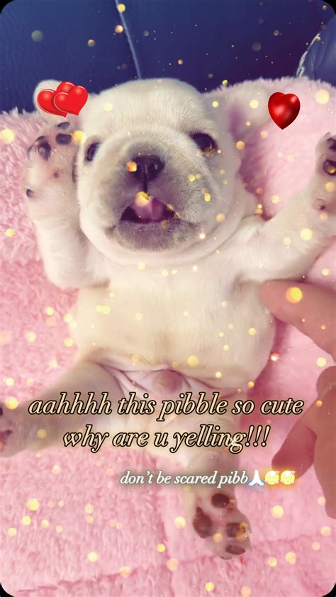 Pibbs Navy Seal Pibble 😳 Pibbles Pibblelove Pibblelife Washington Gmail Geeble