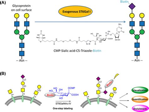 A One‐step Selective Exo‐enzymatic Labeling Seel For Cell Surface