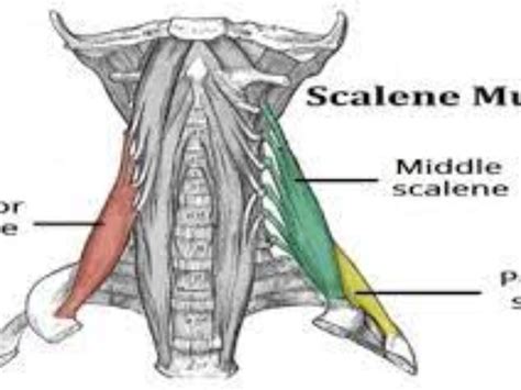 Scalene Muscles Model