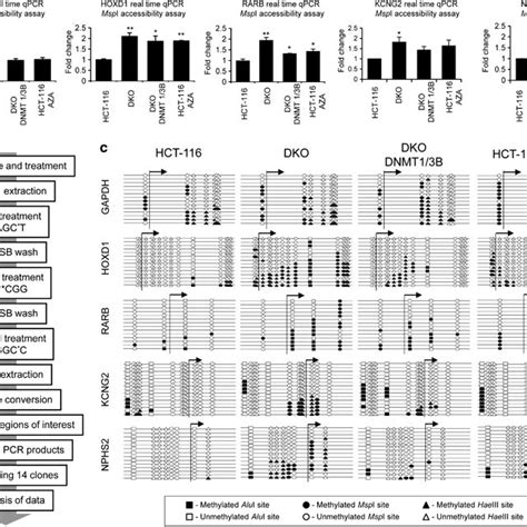 Genome Wide Approach For Dna Methylation And Nucleosome Positioning