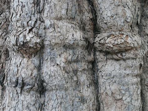 Tree Bark Gray Stock Image Image Of Dirty Brown Natural