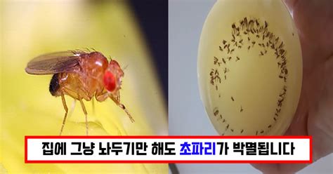 집안에 초파리가 전부 사라집니다 살충제 없이 초파리 박멸하는 방법 3가지