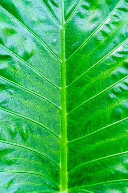 Premium Photo Tree Leave Surface Texture