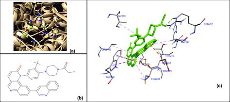 Inhibitor Torin 1 4 Docked To Mtor Protein A Showing The Protein