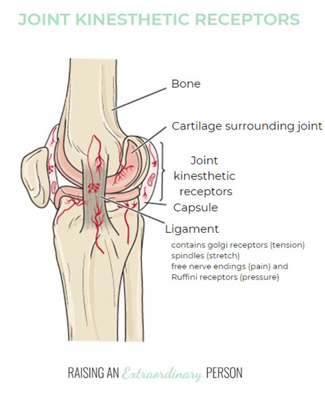 How Does The Proprioceptive System Work Artofit