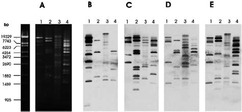 Restriction Patterns And Cross Hybridizations Of Dnas Of Phages Lambda
