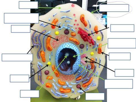 Lab Exam 1 Flashcards Quizlet