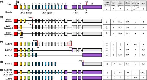 Alternative Splicing Variants Of Rxfp1 The Genomic Structures Are Download Scientific Diagram
