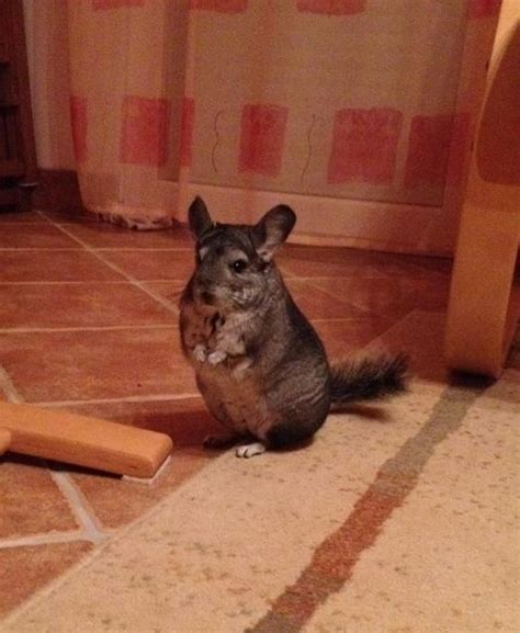 Pin On Chinchilla Love