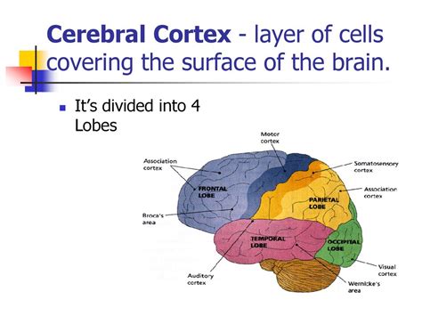 Understanding The Brain Ppt Download