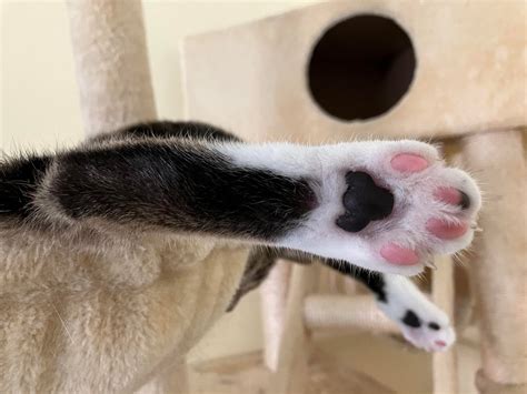 Toebean Longfoot And A Bonus Yawn Back To Sleep Tiberius Rtoebeans