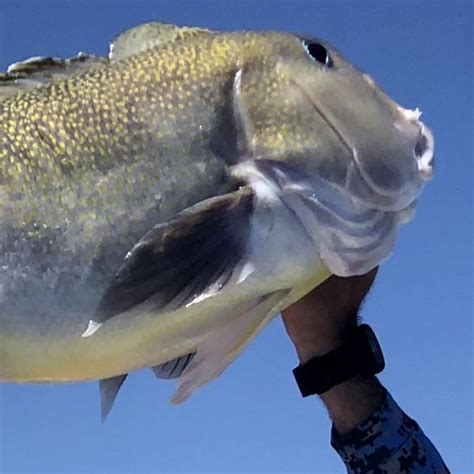 Deep Drop Combos Chaos Fishing