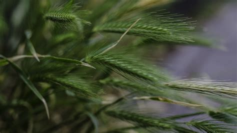 Barley Grain Agriculture Free Photo On Pixabay Pixabay