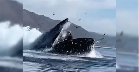 video humpback whale swallows two women and then spits them out