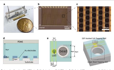 Figure 1 From Highly Efficient Cell Microbead Encapsulation Using Dielectrophoresis Assisted