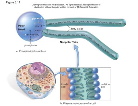 Chapter 5 Membrane And Structure Function Flashcards Quizlet