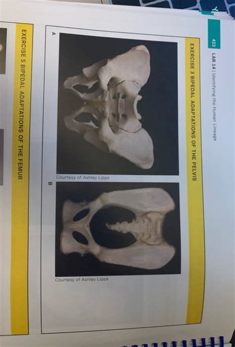 Solved Lab Exercises Name Course Exercise 1 Bipedal A