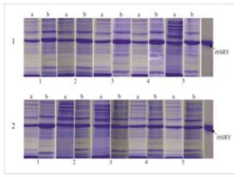 Analysis Of Methods To Improve The Solubility Of Recombinant Bovine Sex