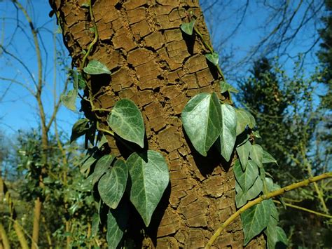 20 Types Of Ivy Plants You Should Know Plantly
