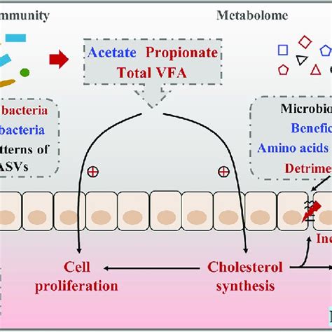 Schematic Overview Of Ketogenesis Or Cholesterol Biosynthesis From
