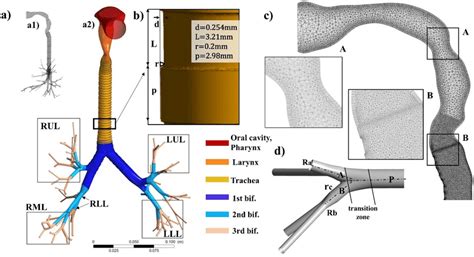 3d Realistic Airway Tree Model In Details A Lateral And Frontal View Download Scientific