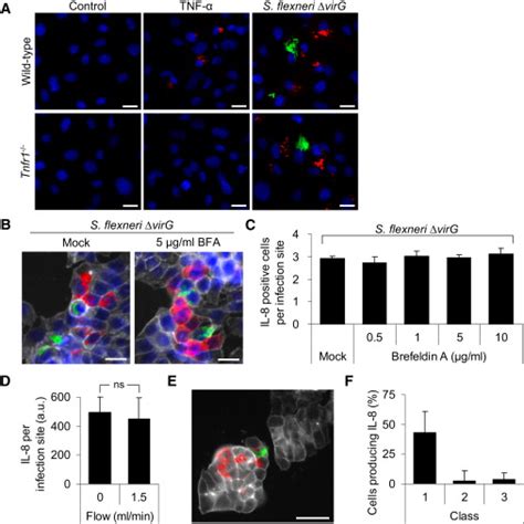 Cell Cell Propagation Of Nf κb Transcription Factor And Map Kinase