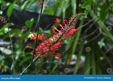Fire Spike Stock Image Image Of Japan Acanthaceae Odawaracity 99463825