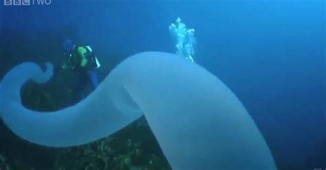Giant Pyrosomes Hard To Get More Ghostly Than These Free Floating And Glowing Organisms Which
