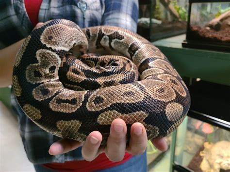 Adopted Python Regius Normal Ball Python Big Mac Ye