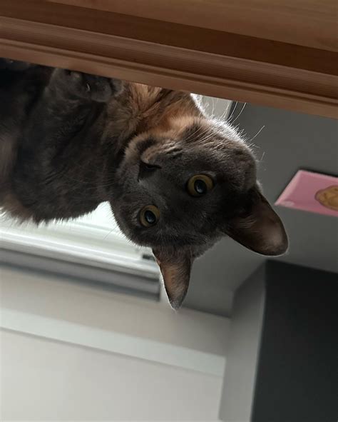 Allen 기석🇰🇷🇺🇸 귀여운 사진모음🥰🐱 귀여움카와이큐트큐티고양이유성서내동생cutecatkitty Kawai일상소통집사집사스타그램