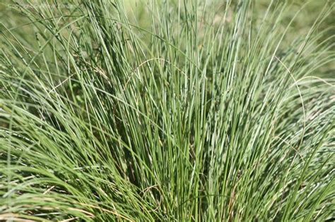 Elionurus Muticus Bioescola Tudo Sobre Plantas Elionurus Muticus Bioescola Tudo Sobre Plantas