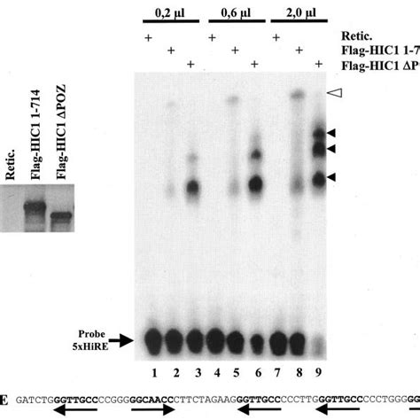 Full Length HIC1 Can Bind Cooperatively To Multiple Optimal Consensus Download Scientific