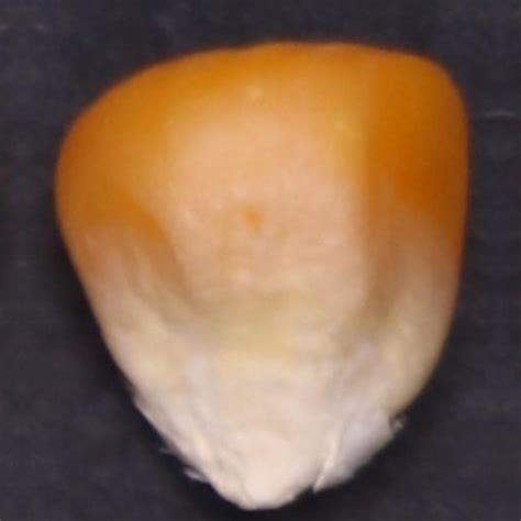 Corn Seed Variety Kernel Classification Dataset V1 2024 01 22 11