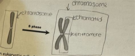 Genetic Codeprotein Synthesismeiosismutations Flashcards Quizlet