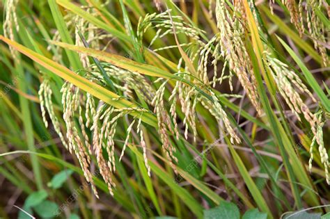 Close Up Of Maturing Rice Stock Image C0583491 Science Photo Library