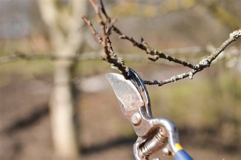 Pruning Of Trees With Secateurs In The Garden Stock Image Image Of