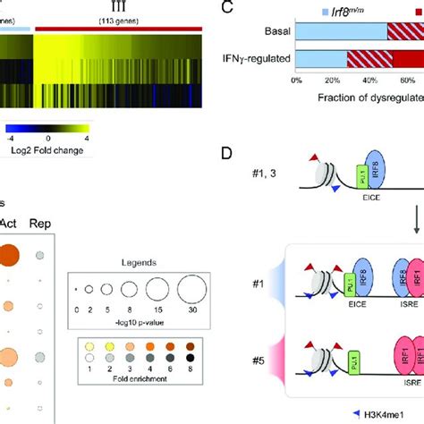 Irf1 And Irf8 Are Required For Transcriptional Activation By Ifn γ In