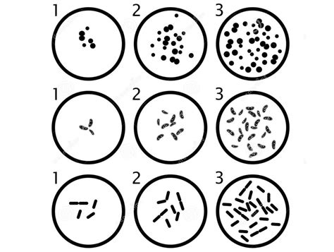 Qu N Th Sinh V T Kh I Ni M C I M V Vai Tr Trong H Sinh Th I