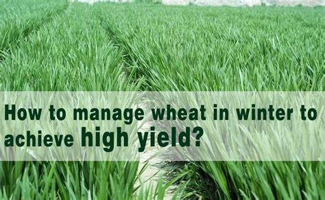 How To Manage Wheat In Winter To Achieve High Yield