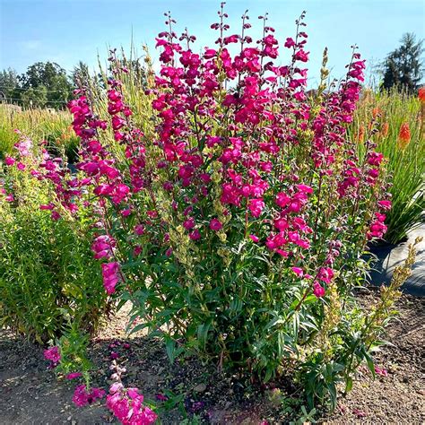 Penstemon ‘parade Of Parrots Terra Nova® Nurseries Inc
