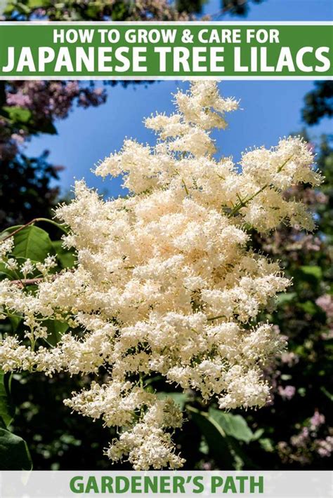 How To Grow And Care For Japanese Tree Lilacs Gardeners Path