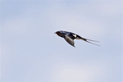 Barn Swallow Birdforum