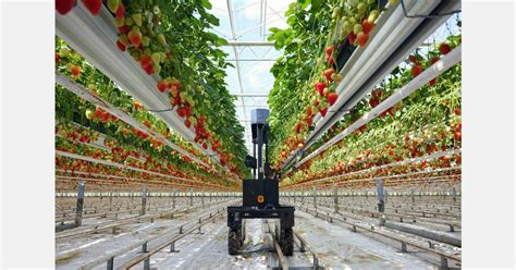 uk berry grower signed agreement to deploy farm robots