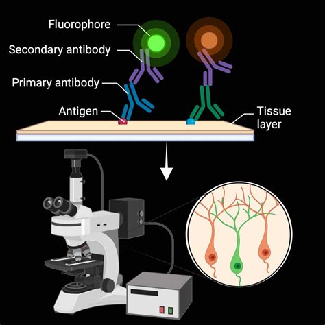 Immunofluorescent Labelling Of Paraffin Brain Tissue Sections