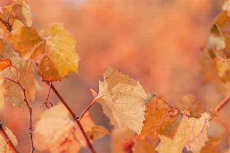 자연흐리게 배경 포도의 가을 노란 잎입니다 얕은 피사계 심도 오렌지 톤 이미지입니다 공간을 복사합니다 예술 사진 10월에 대한 스톡 사진 및 기타 이미지 Istock