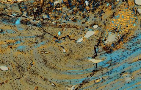 How Did Early Osteichthyans Grow Their Dermal Skeleton Naturalis