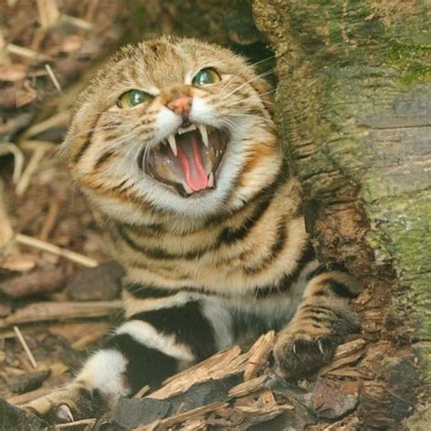 Classic Dll Injection Via Setwindowshookex Simple C Malware