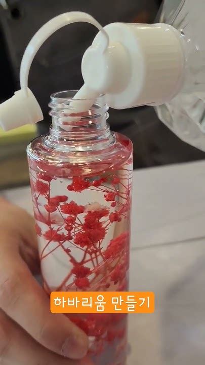 프리저브드 안개꽃 하바리움 만들기 바람마을치즈체험장 대관령의향기 프리저브드플라워 프리저브드안개꽃 하바플라리움